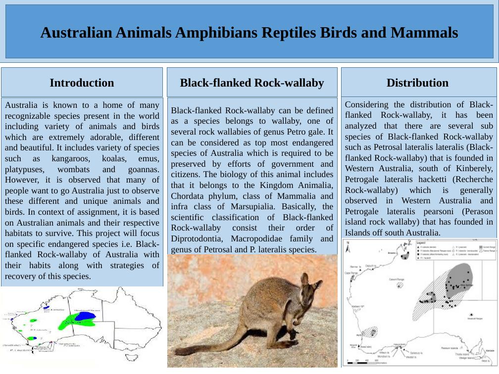 RBF 2640 Australian Animals: Poster on Rock-wallaby
