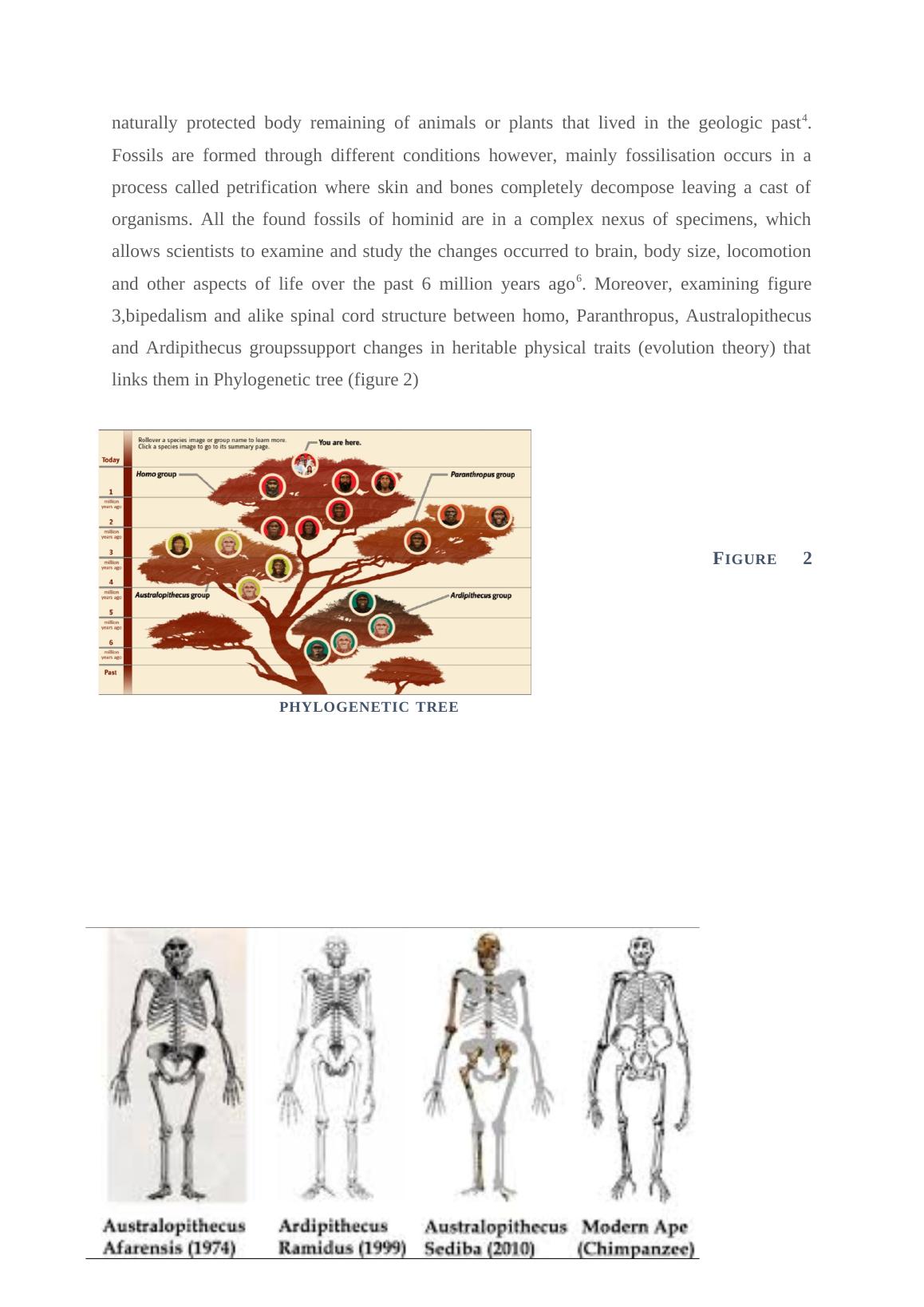 Human Evolution Assignment PDF